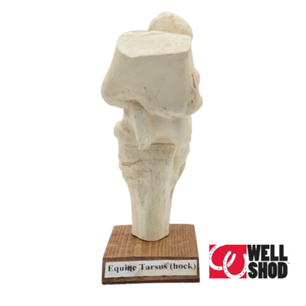 Doug Butler Equine Tarsus (Hock)| Well-Shod