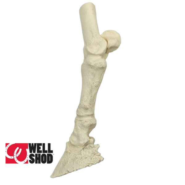 Doug Butler Fetlock Bone Model| Well-Shod