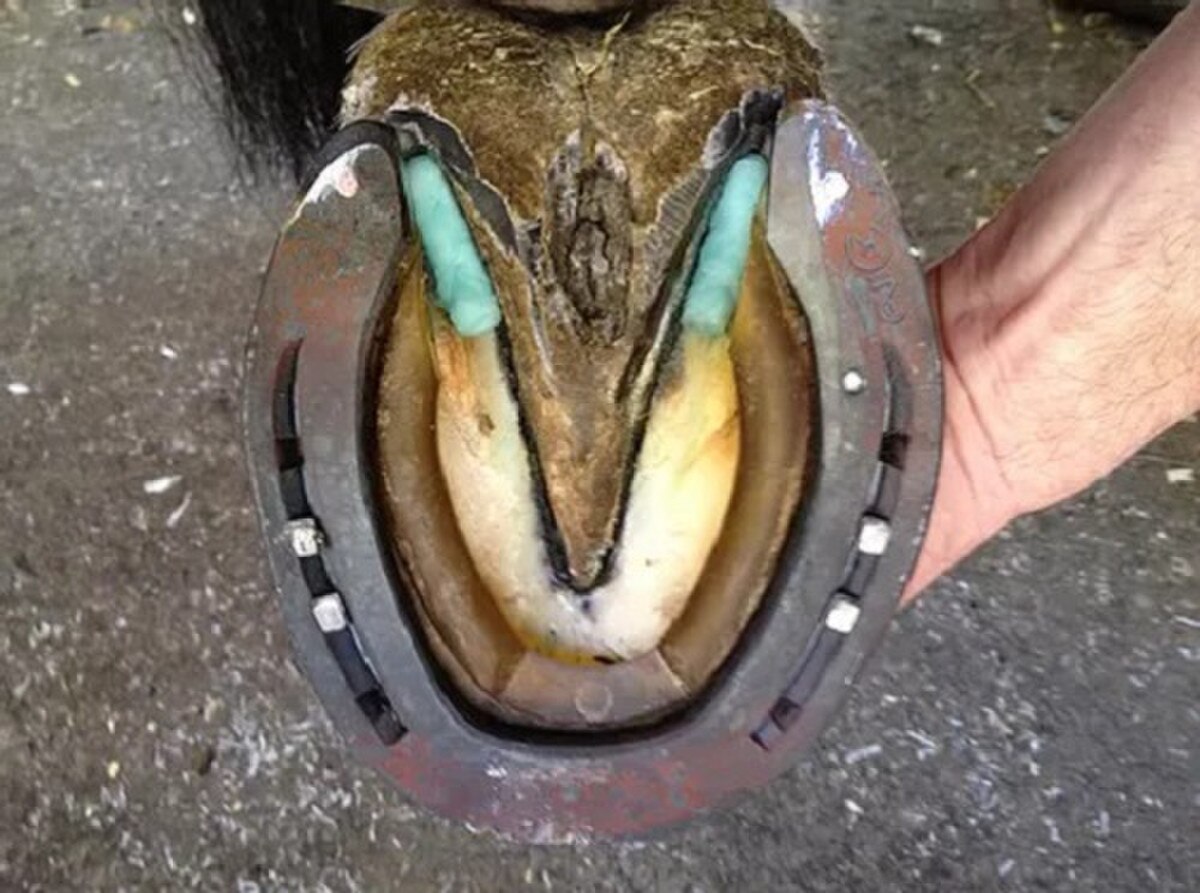 Vet Preference Thrush Pad | Well-Shod