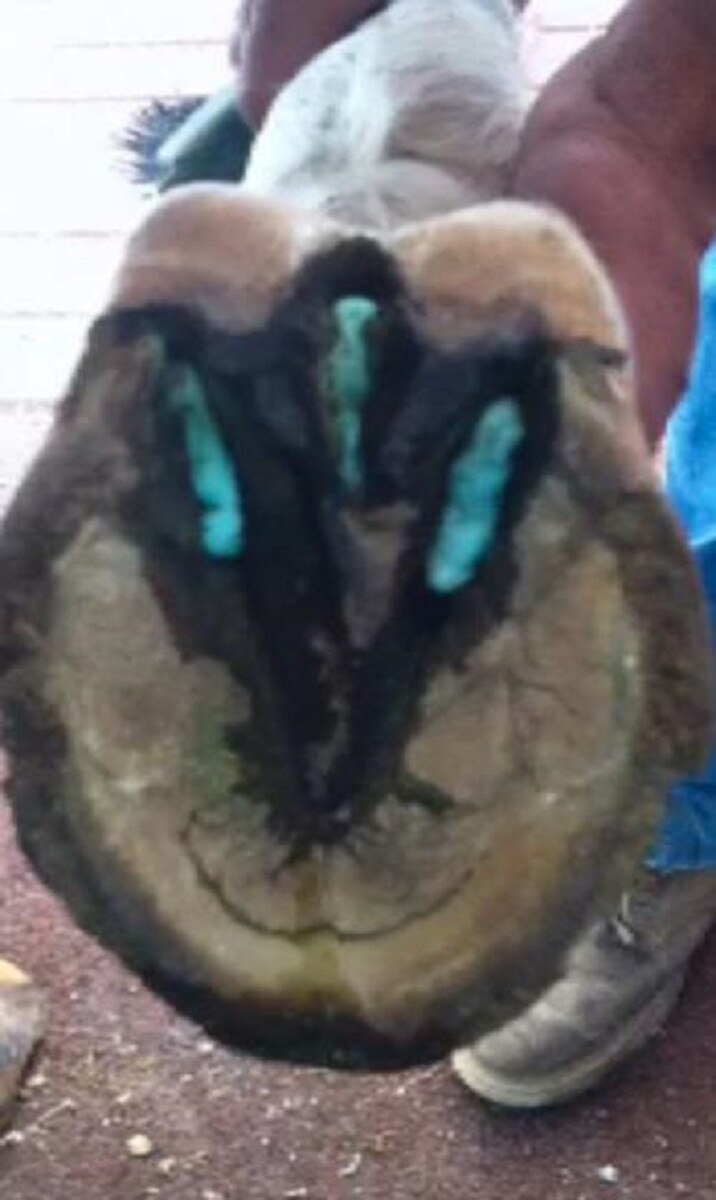 Vet Preference Thrush Pad | Well-Shod